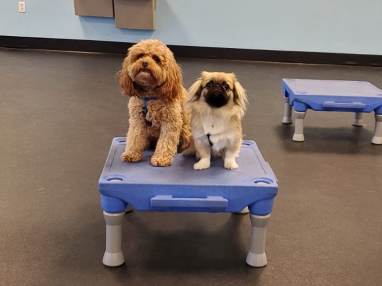 Group Training | Dynamite Dog Training