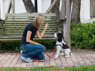 Dog Training Deerfield Beach, Delray & Jupiter | Dynamite Dog Training