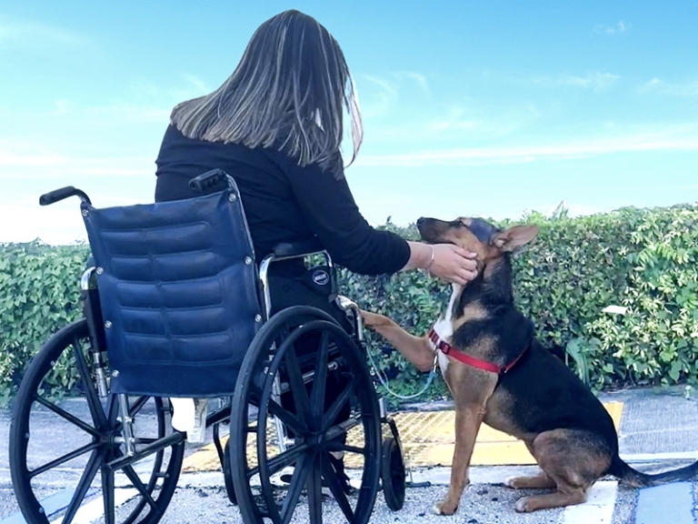 Service & Therapy Dog Training | Dynamite Dog Training