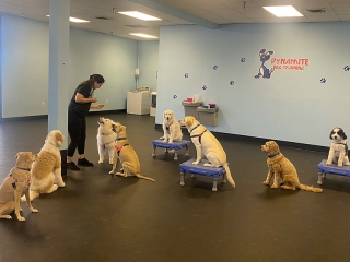 Group Training | Dynamite Dog Training