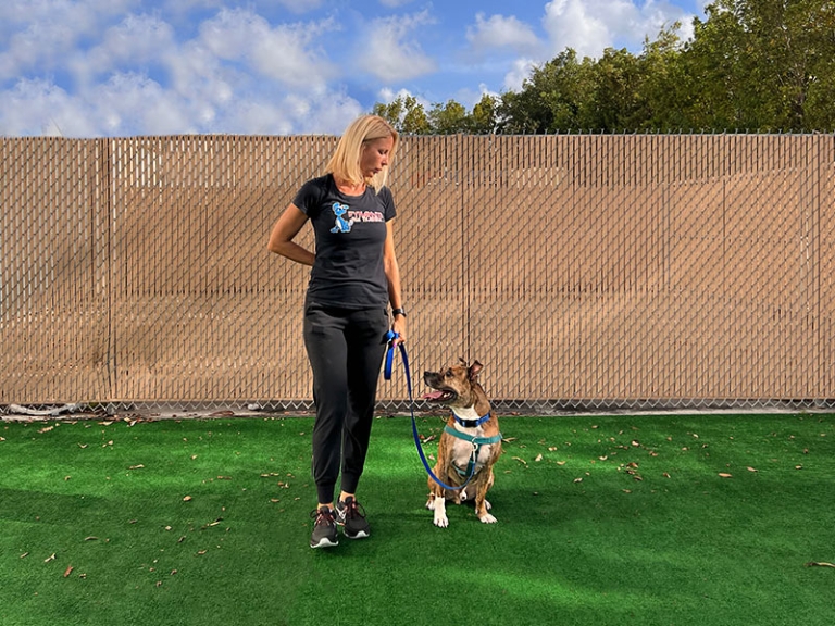 Group Training | Dynamite Dog Training