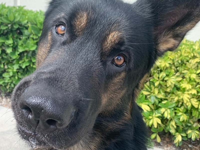 Group Training | Dynamite Dog Training