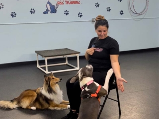 Private Lessons | Dynamite Dog Training