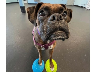 Group Training | Dynamite Dog Training
